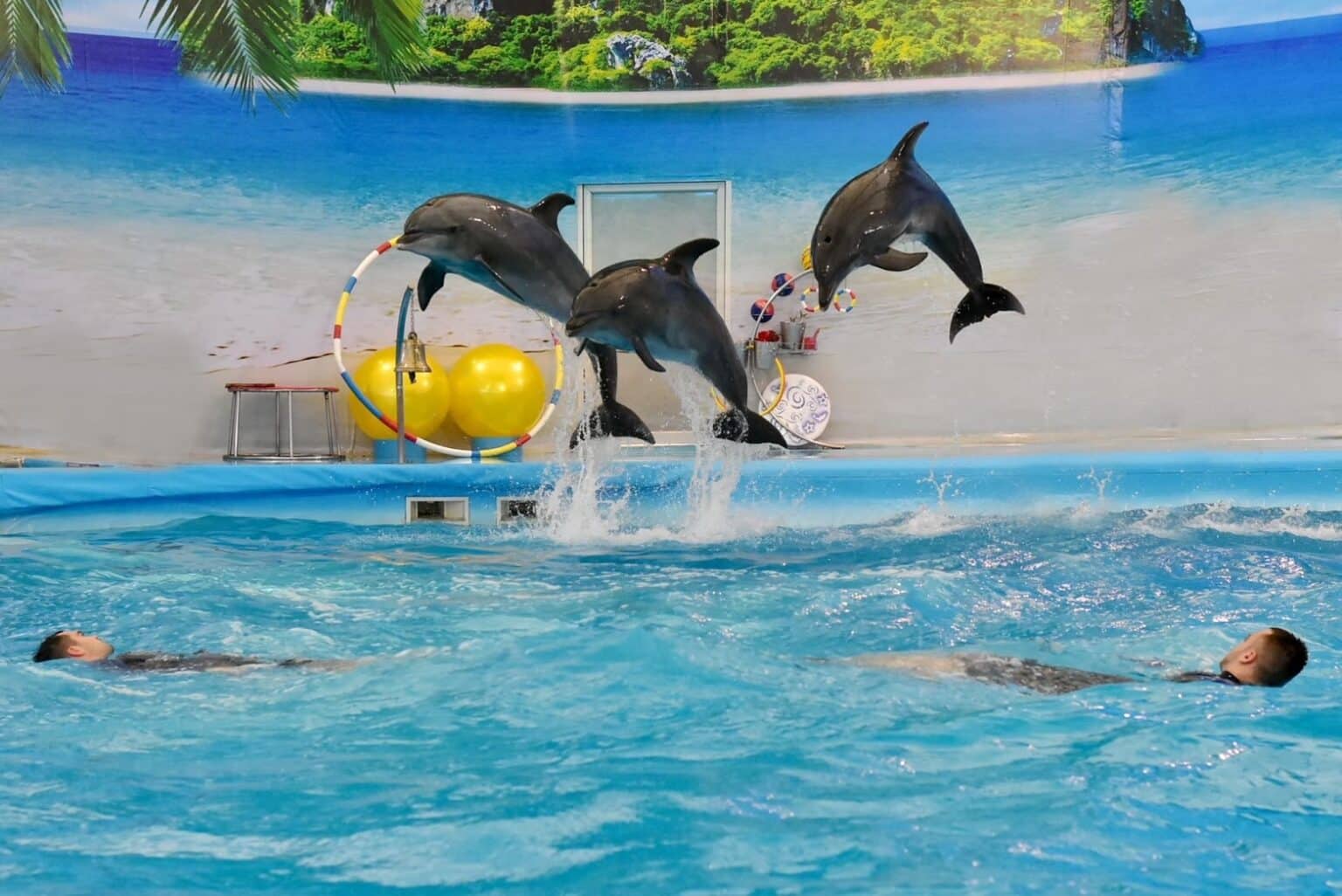 Book Dolphin Show Phuket Tickets - Visit Dolphins Bay Phuket