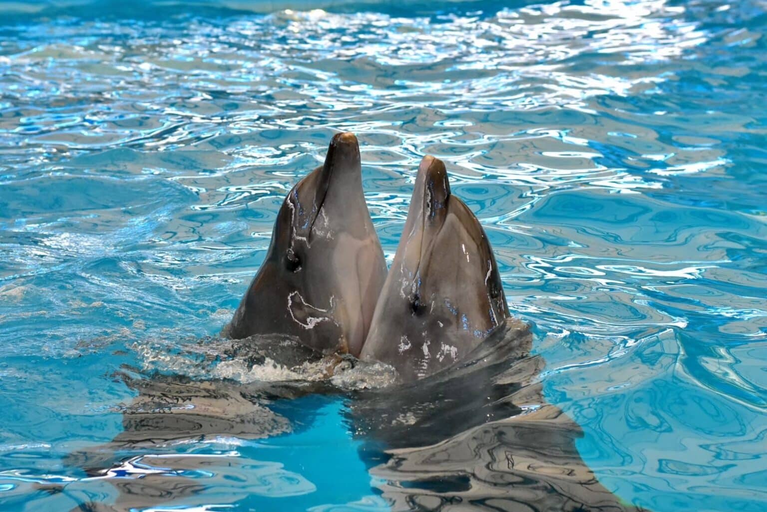 Book Dolphin Show Phuket Tickets - Visit Dolphins Bay Phuket