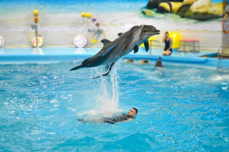 Book Dolphin Show Phuket Tickets - Visit Dolphins Bay Phuket
